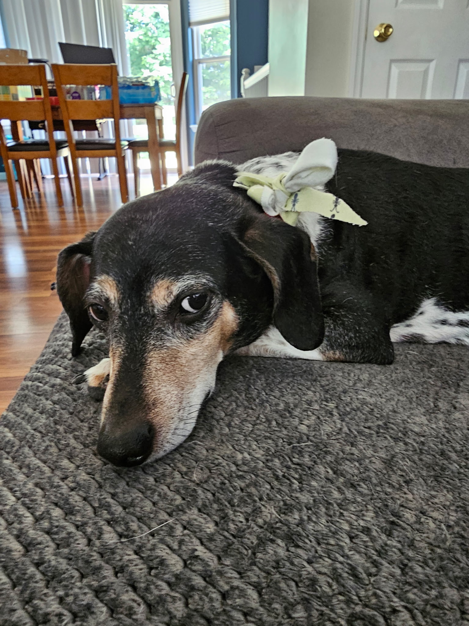 Obligatory Dog Photos | JIL Technology