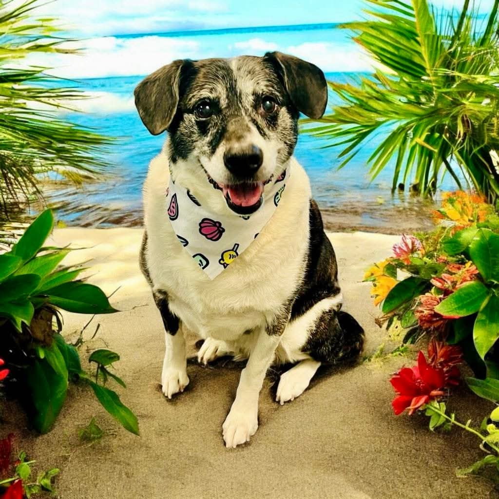 Obligatory Dog Photos | JIL Technology