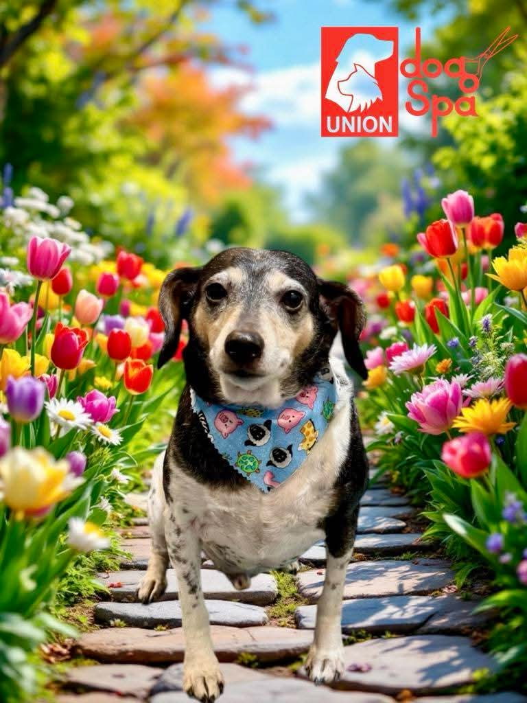 Obligatory Dog Photos | JIL Technology
