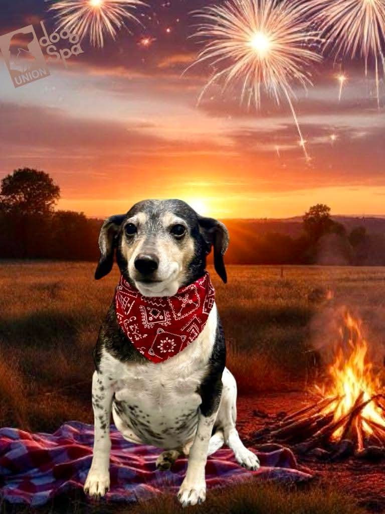 Obligatory Dog Photos | JIL Technology